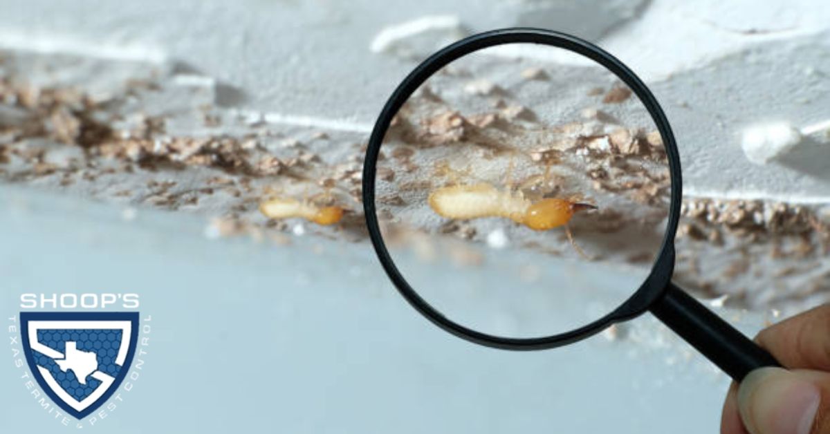 Early Signs of Termite Damage Every Texas Homeowner Should Know