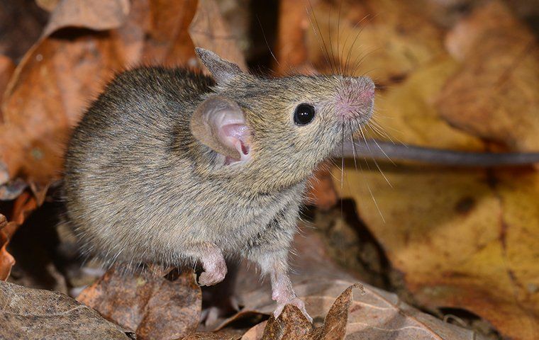 Should I Be Worried About Rodents In North Texas? | Shoop's Texas ...